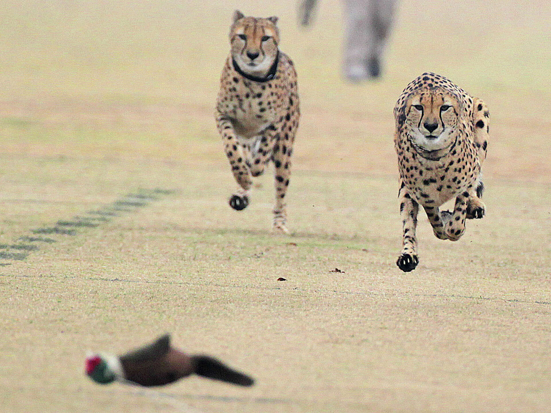 Houston Zoo lets cheetahs run free at Dynamo practice field