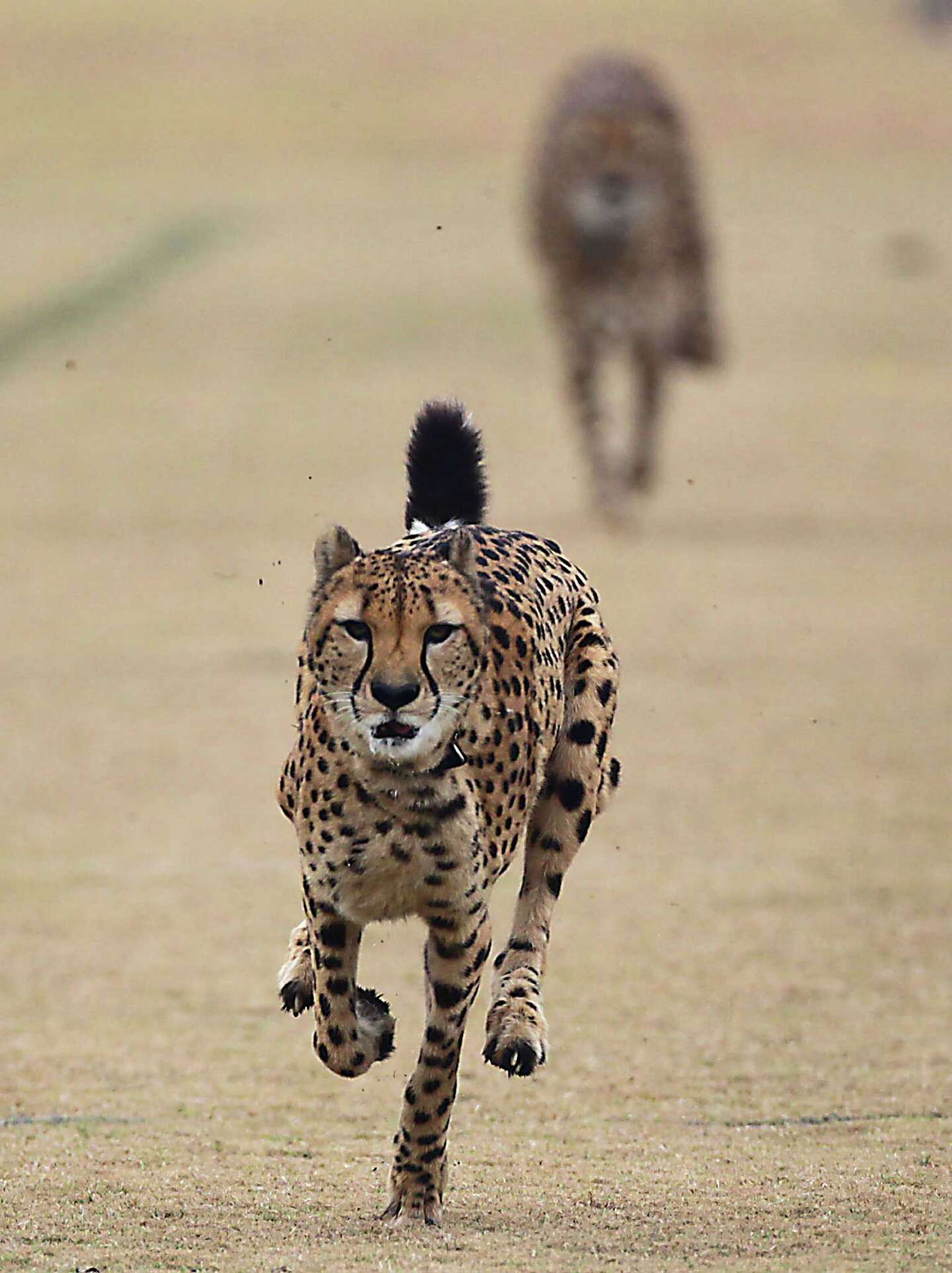 Houston Zoo lets cheetahs run free at Dynamo practice field