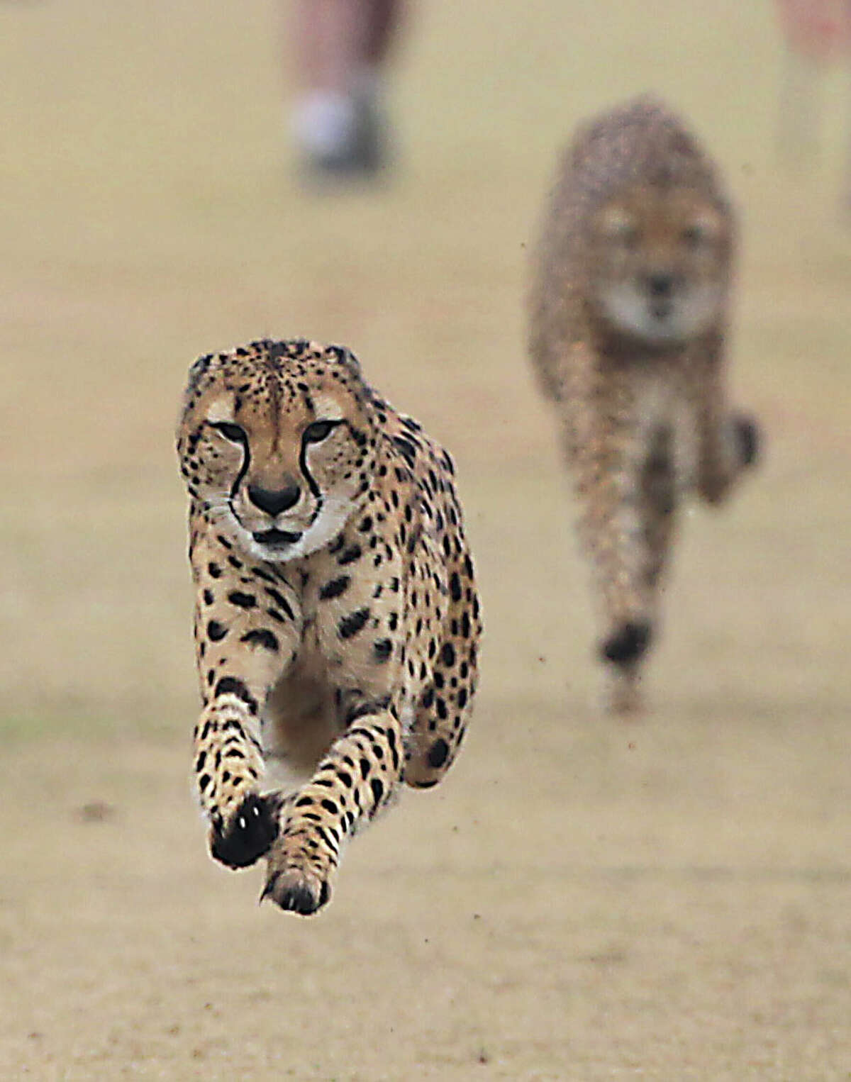 Houston Zoo lets cheetahs run free at Dynamo practice field