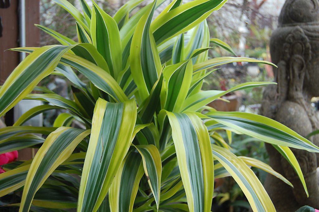 Dracaenas will brighten up your house all year