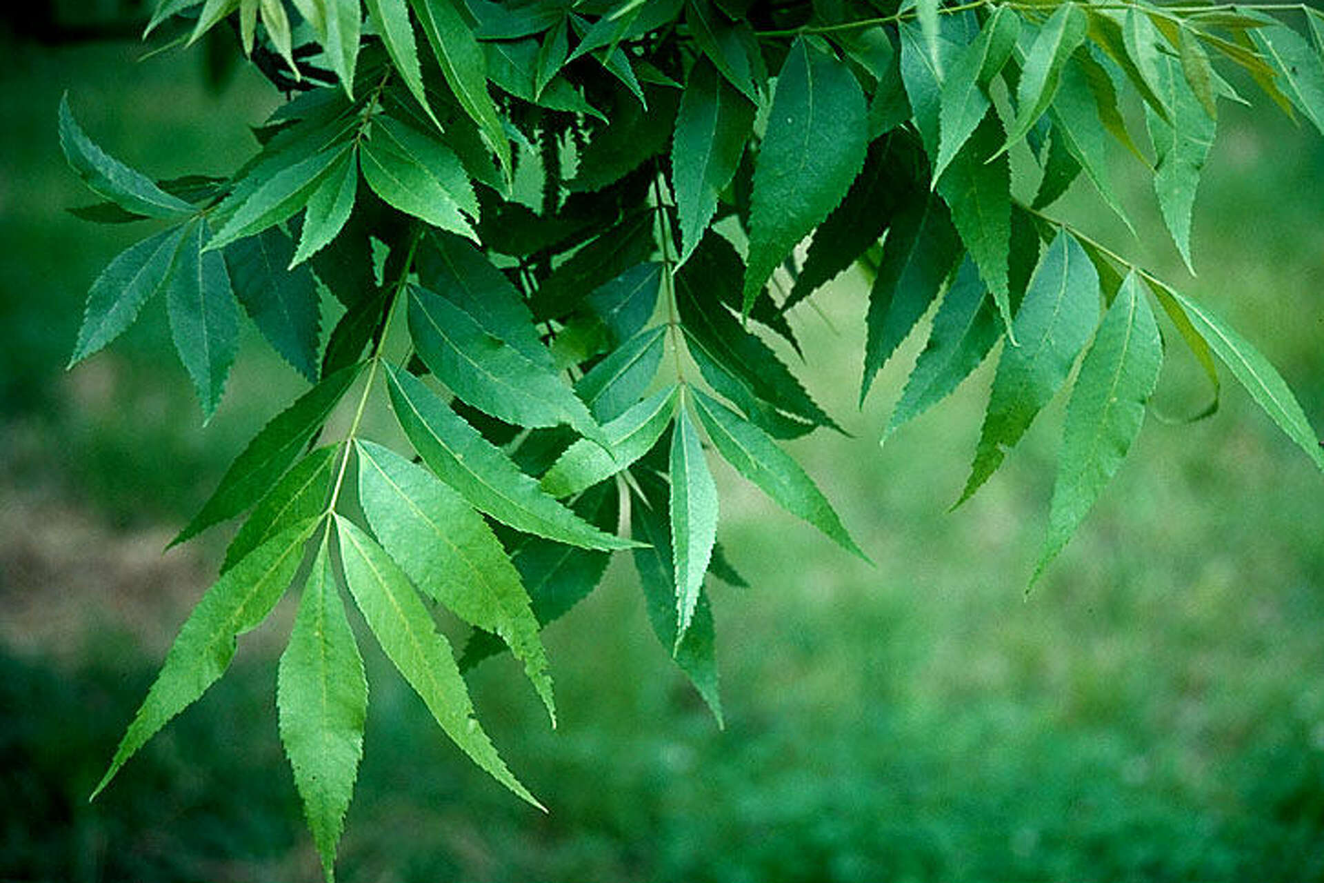 Neil Sperry: pecan leaves in compost, bougainvillea in winter, peach ...