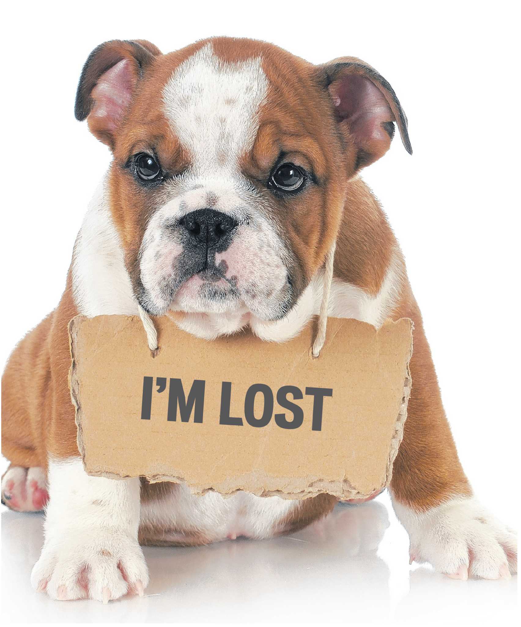 A missing pet's journey home