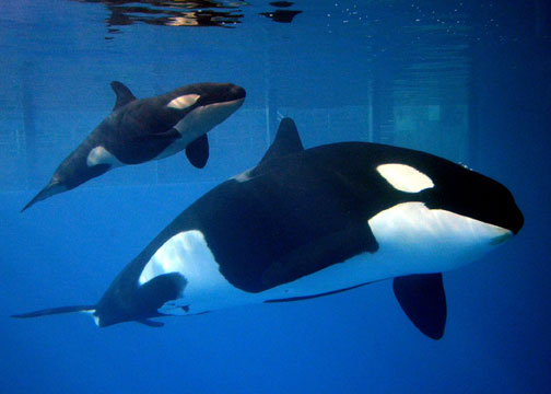Whale born at SeaWorld San Antonio