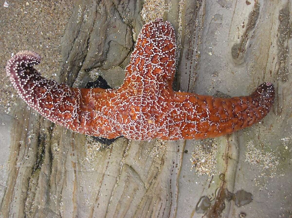 Mystery ailment is wiping out coast's starfish