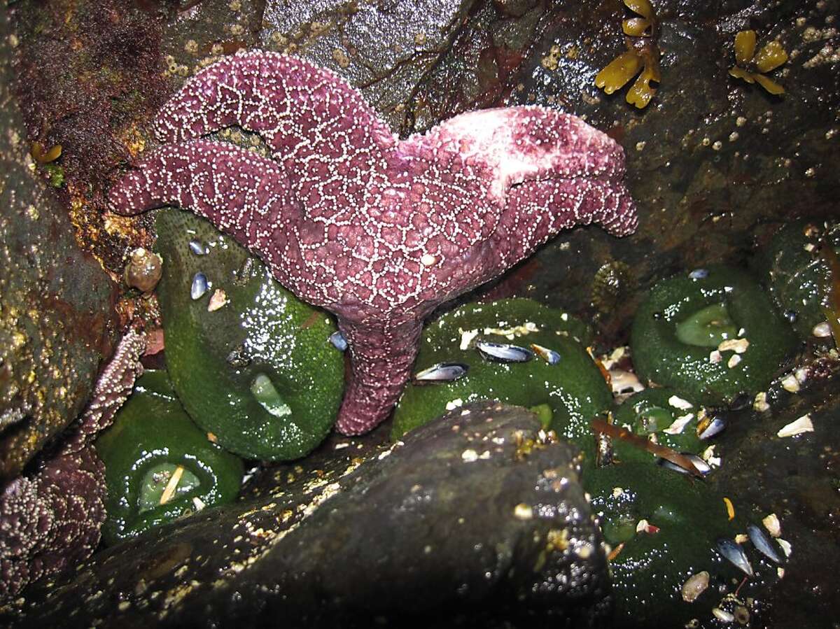 Mystery ailment is wiping out coast's starfish
