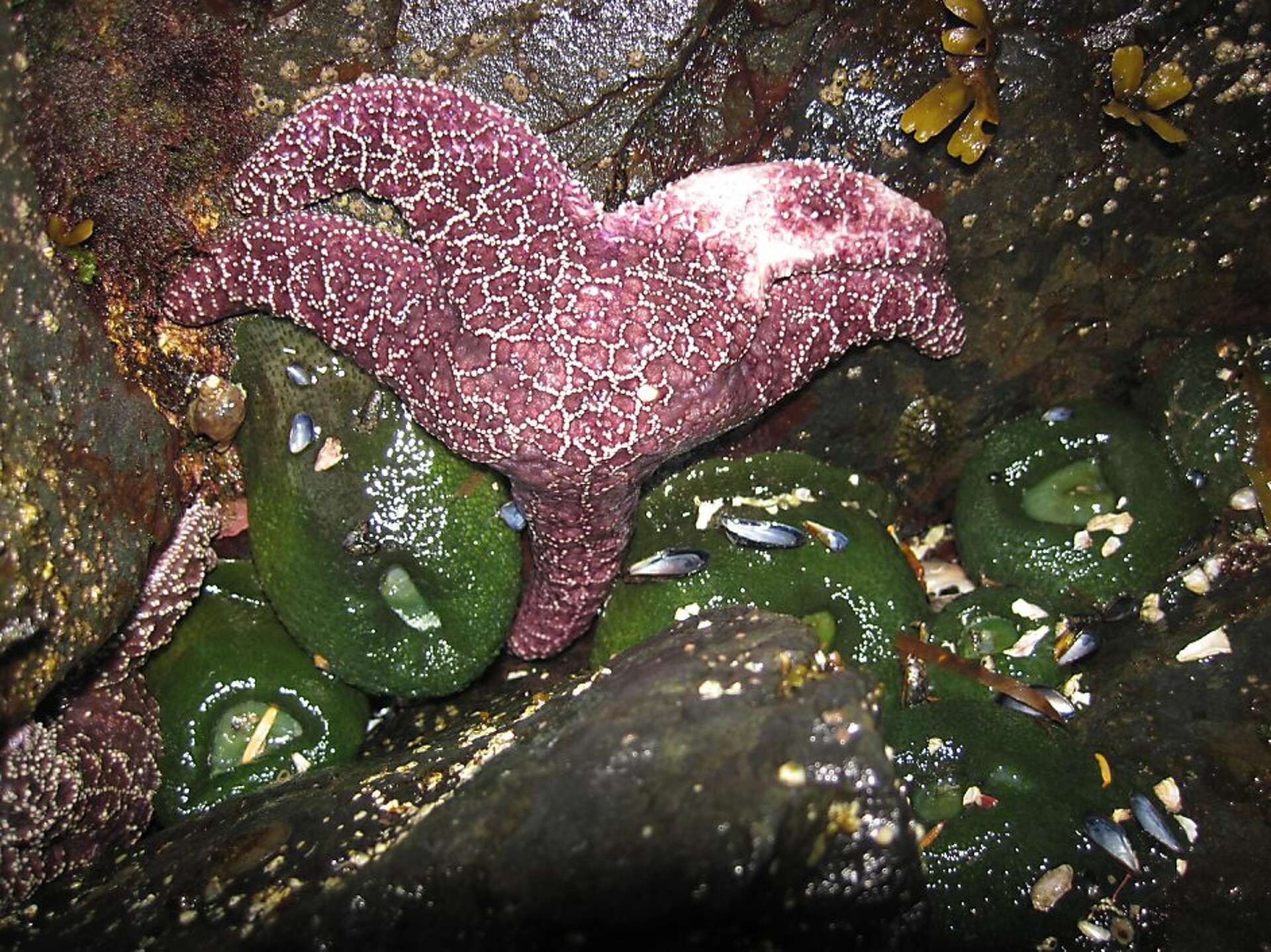 Mystery ailment is wiping out coast's starfish