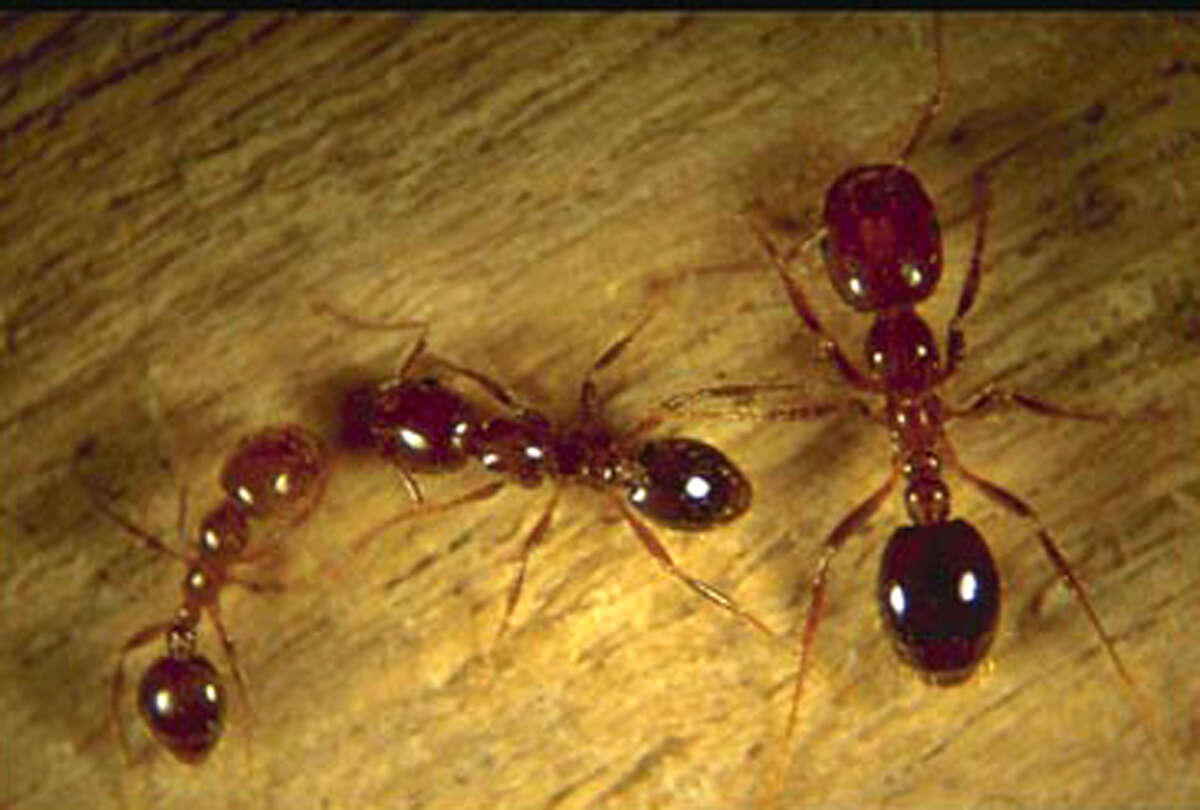 Crazy ants can fight off fire ants, new study shows