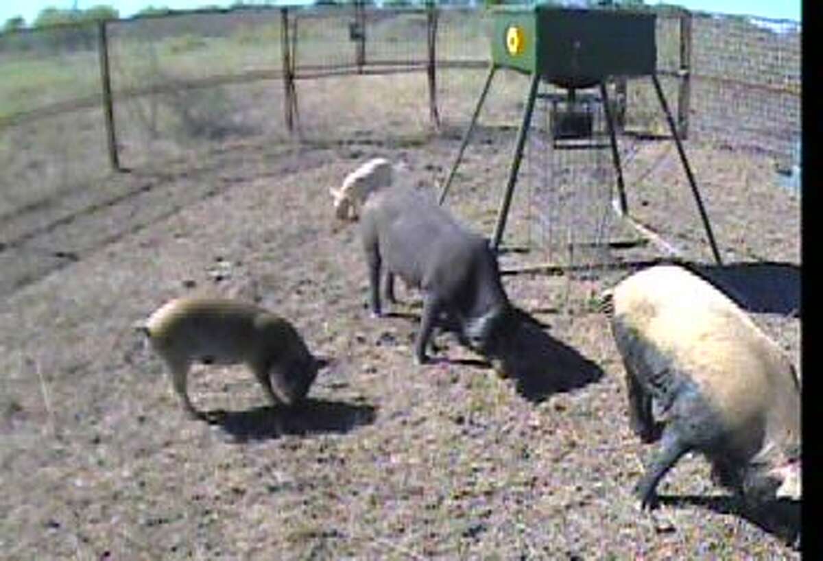 Trapping feral hogs? Try using your cell phone