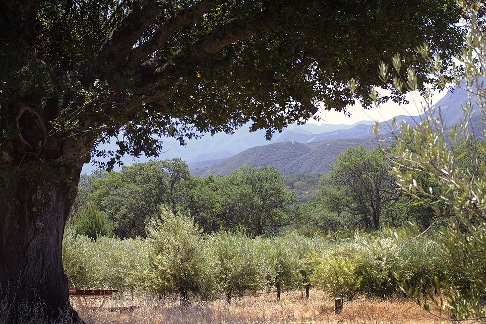 $840K Carmel Valley olive ranch looking for new owners