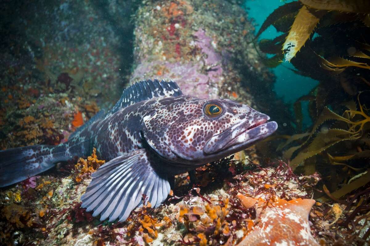 Seafood Watch: 21 fish species now sustainable enough to eat