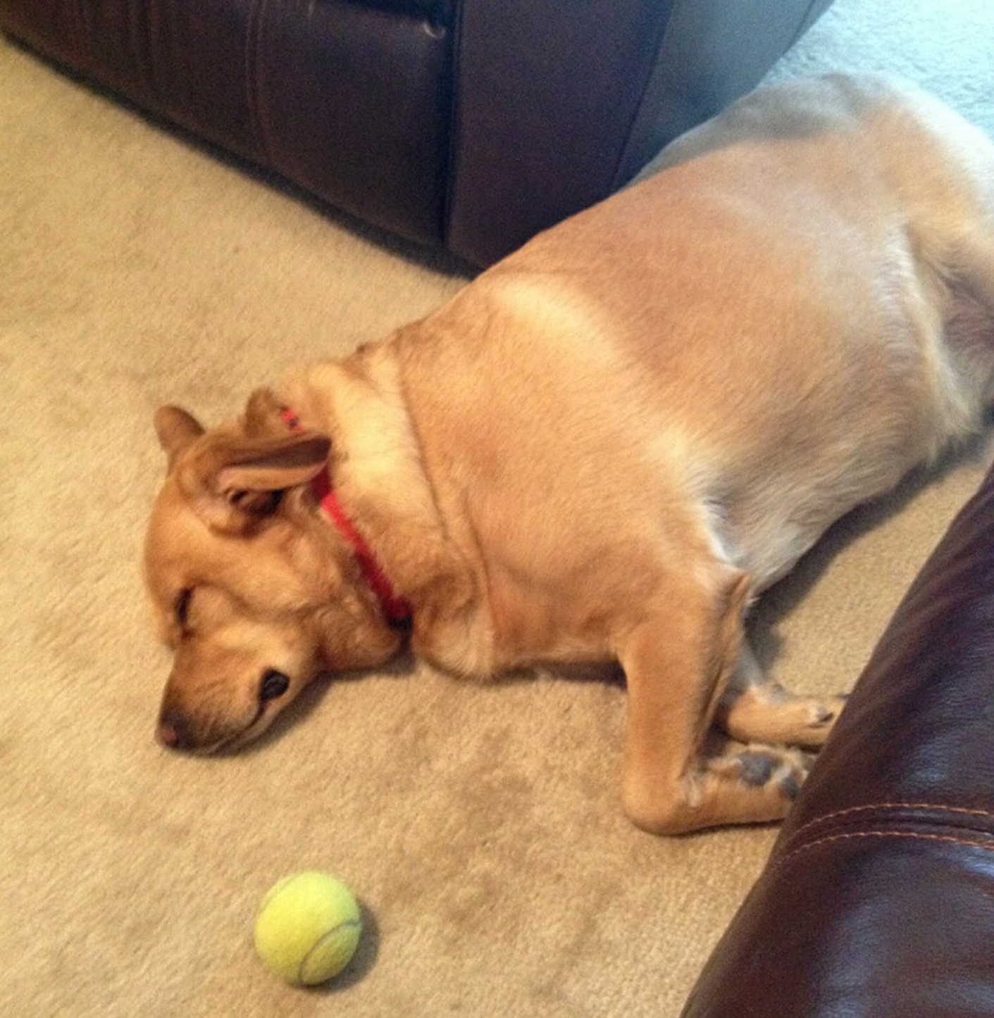 Why the city's rush to kill Buddy?