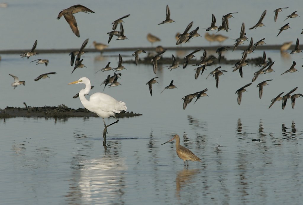 Tidal extremes help put on a wildlife show