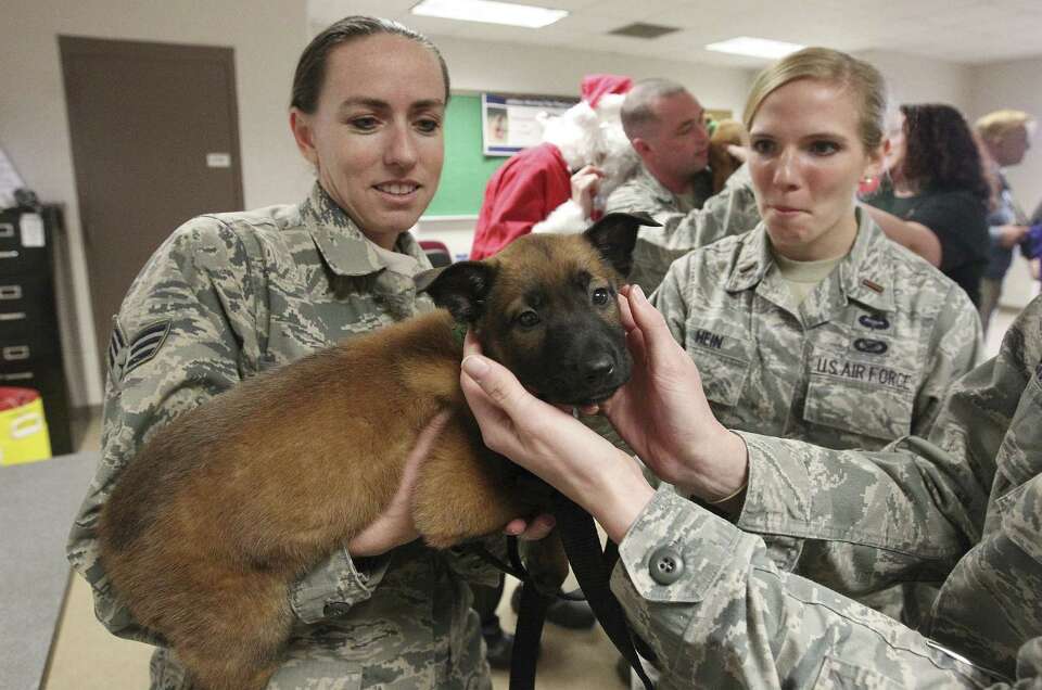 This adorable Houston TSA dog loves her job, loves the camera