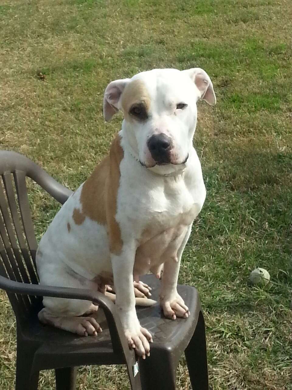 Animals crowd into Houston shelter, prompting a holiday sale