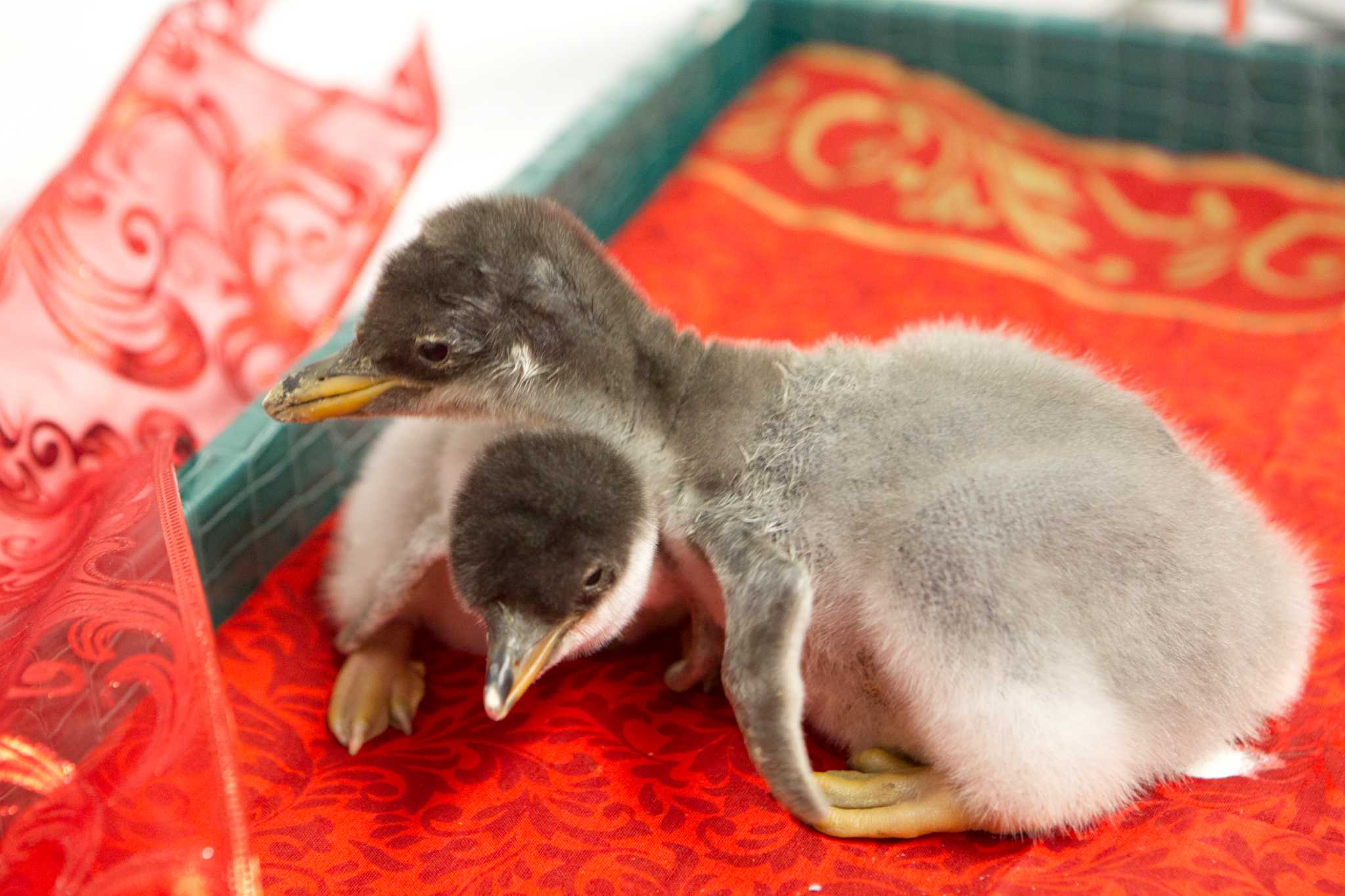 Baby penguins born in Galveston are on their way to England