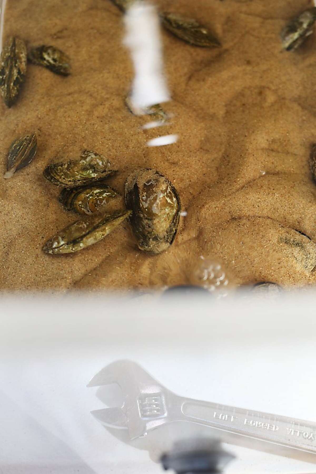 Restoring life to S.F.'s long-blighted Mountain Lake