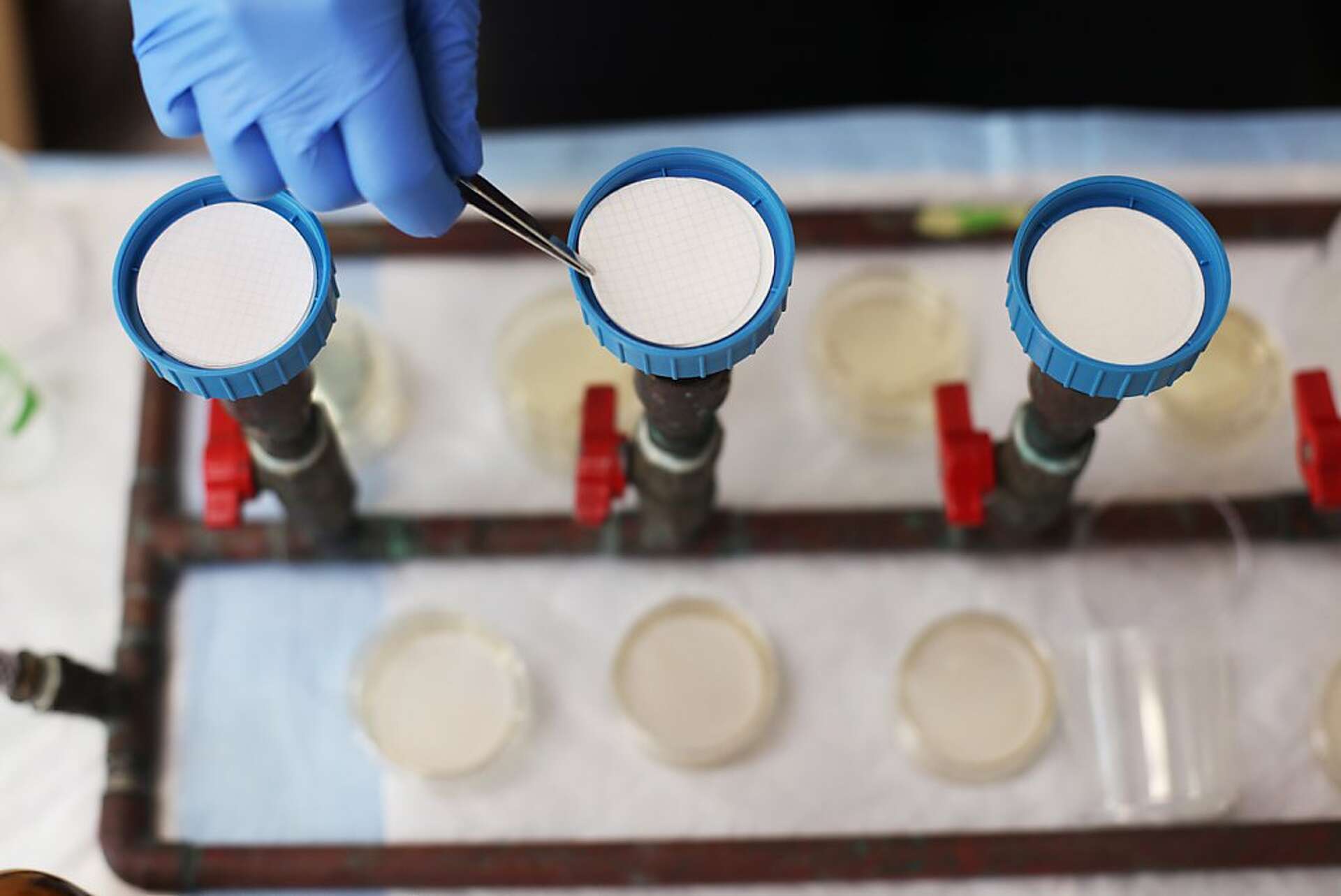 Restoring life to S.F.'s long-blighted Mountain Lake