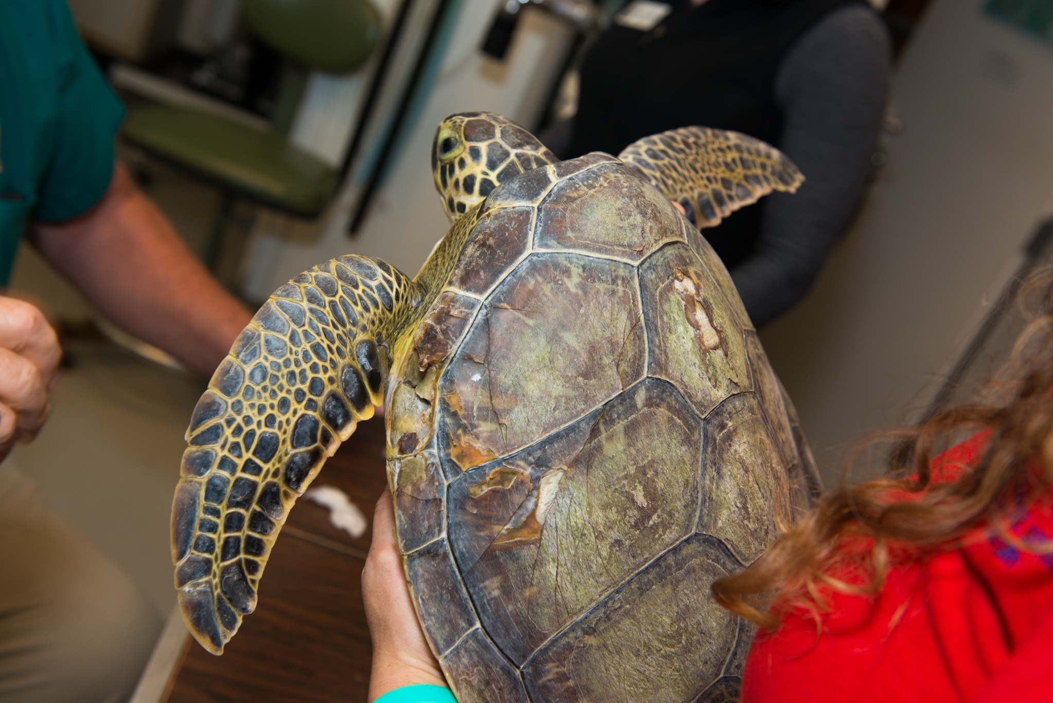 Houston Zoo recognizes injured sea turtle brought to intensive care
