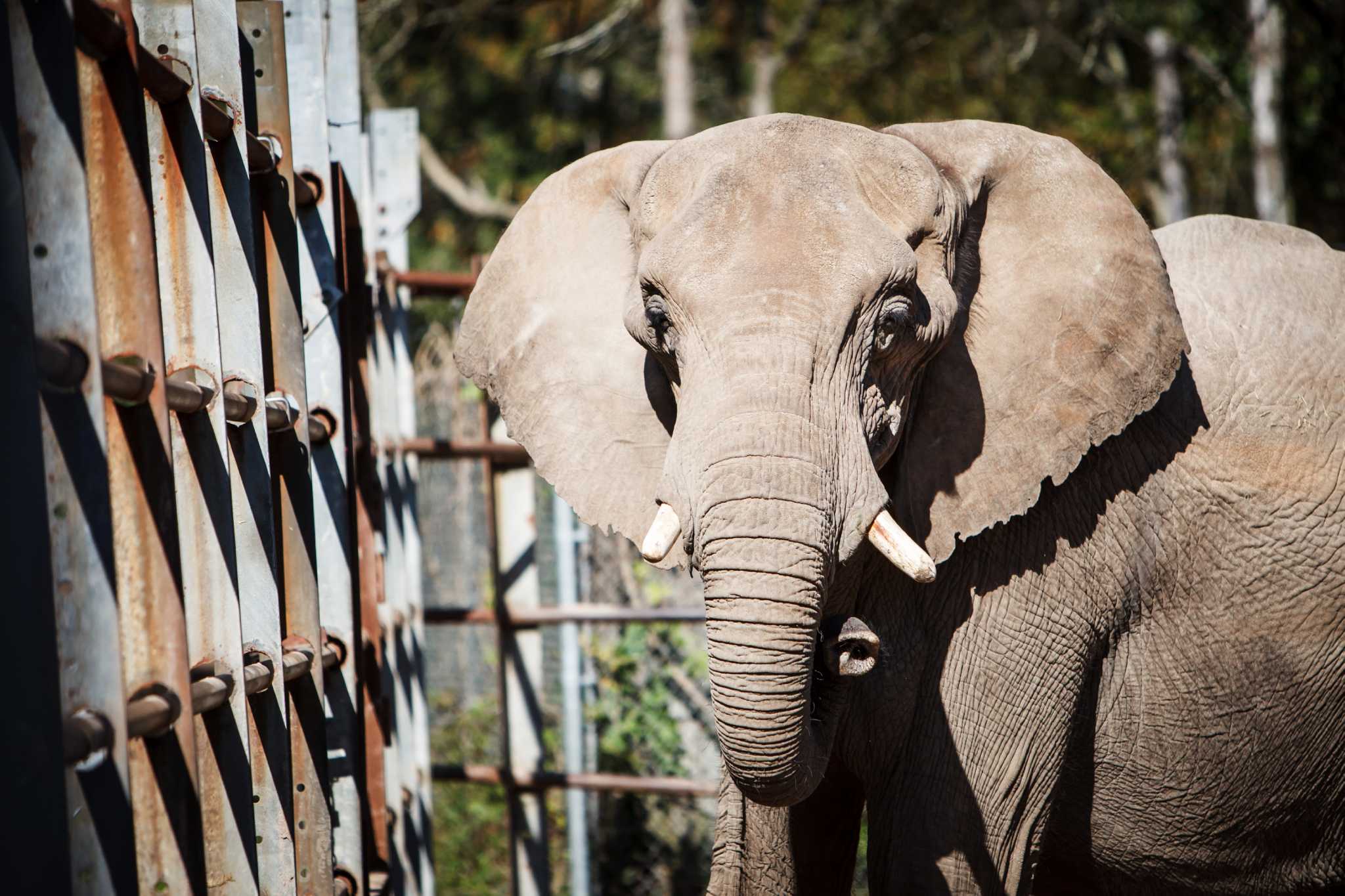 Her name is Page, and she's an elephant with star power