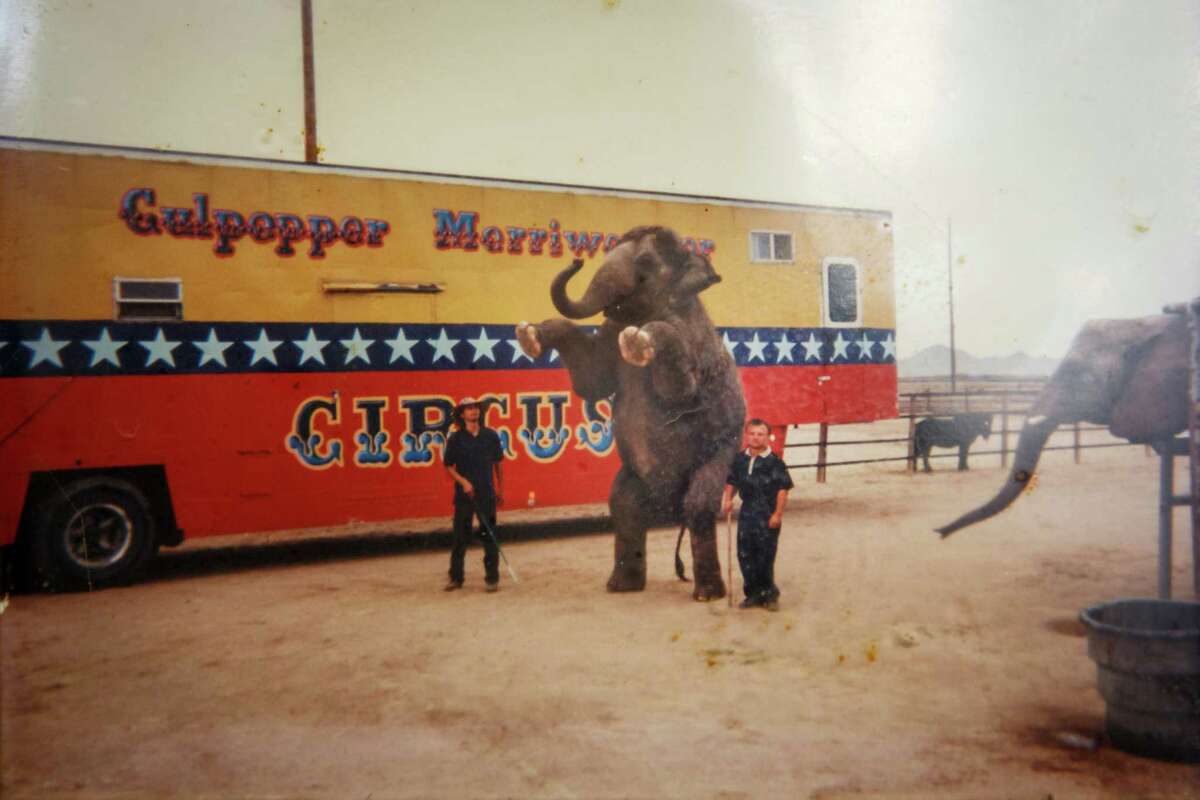 Her name is Page, and she's an elephant with star power
