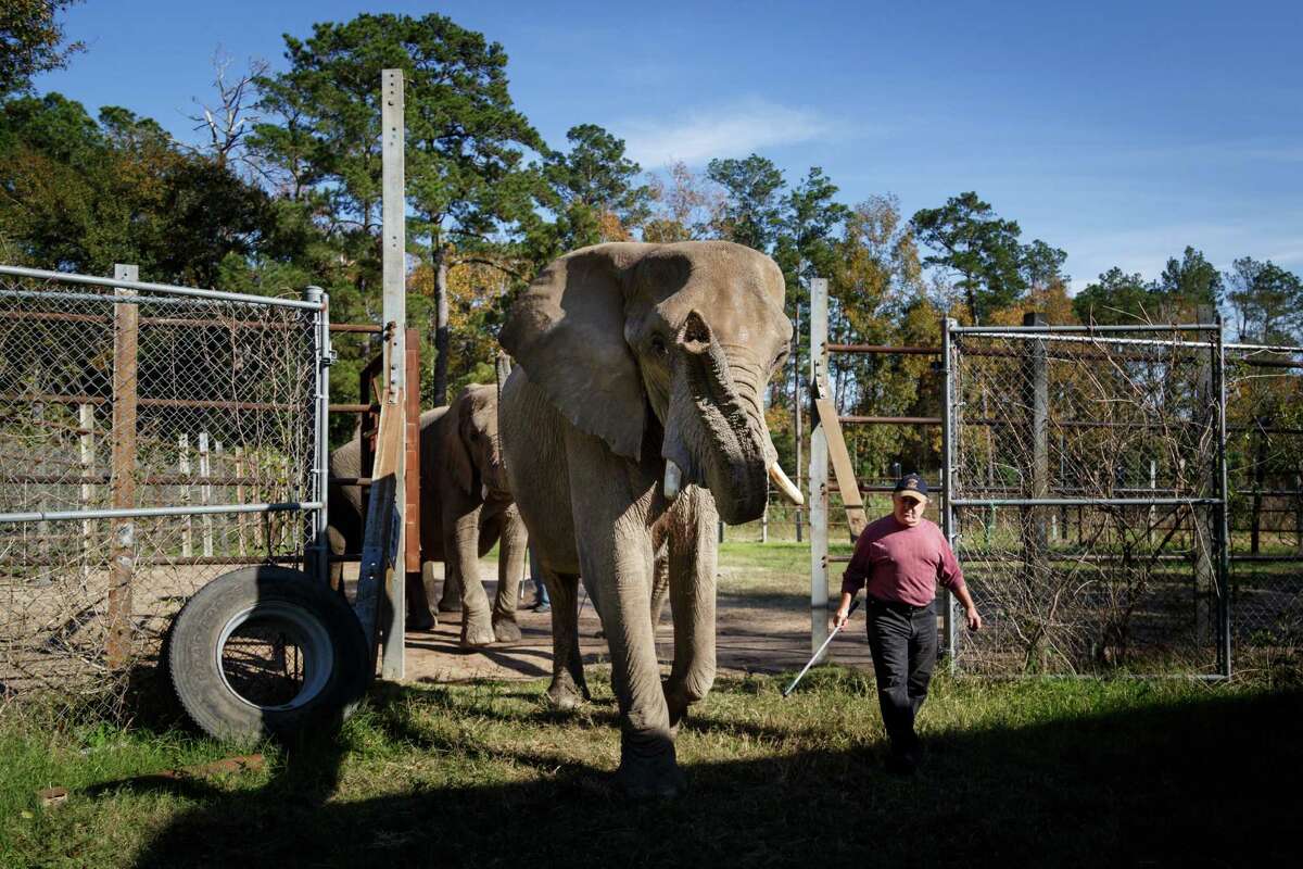 Her name is Page, and she's an elephant with star power
