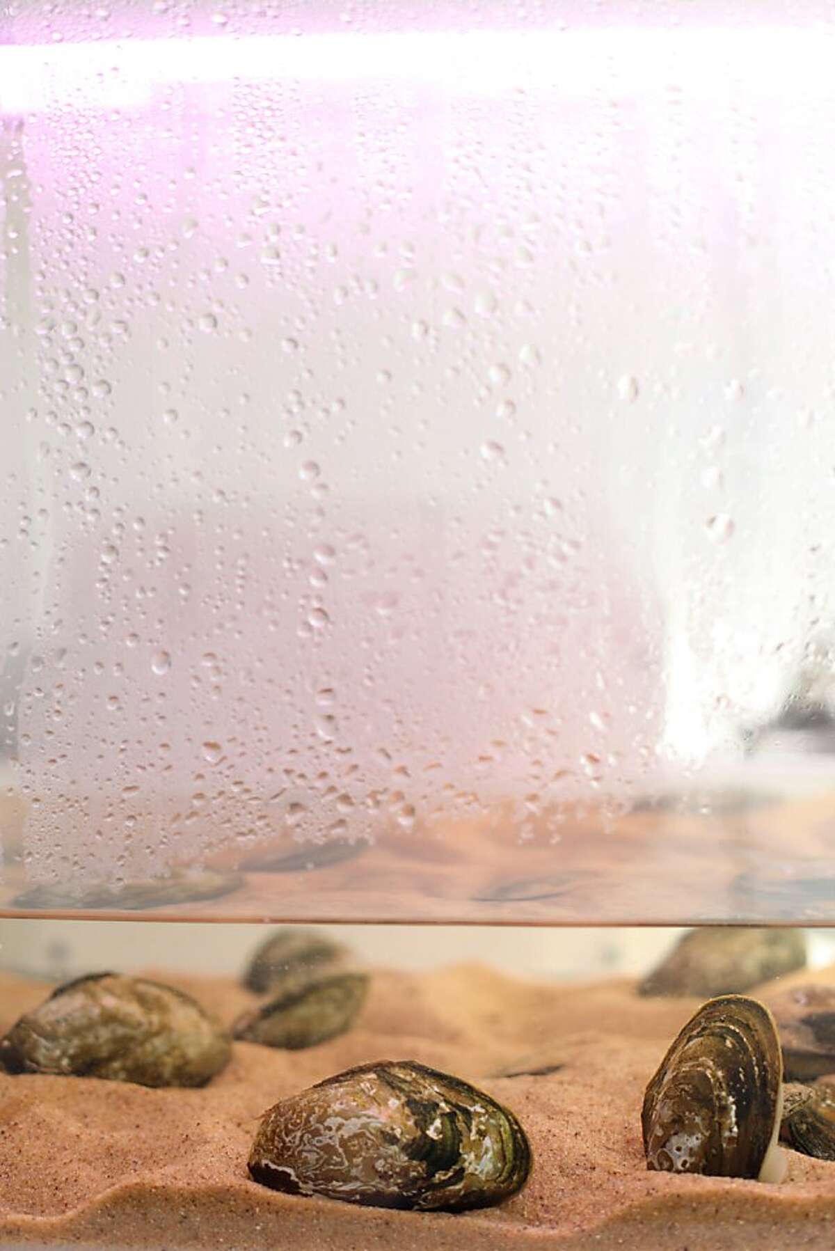 Restoring life to S.F.'s long-blighted Mountain Lake