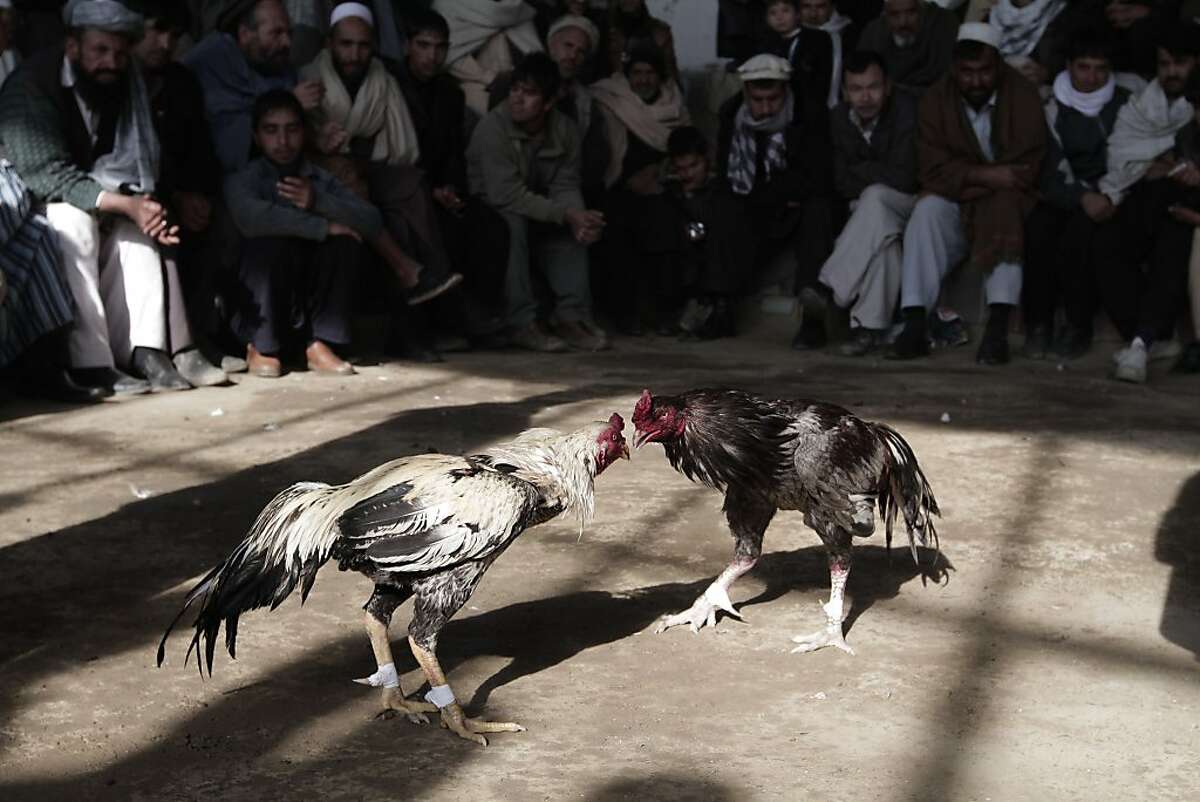 Cockfighting: a feature of Afghan life