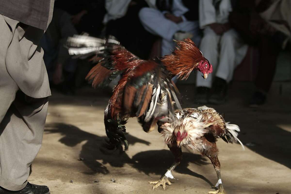 Cockfighting: a feature of Afghan life