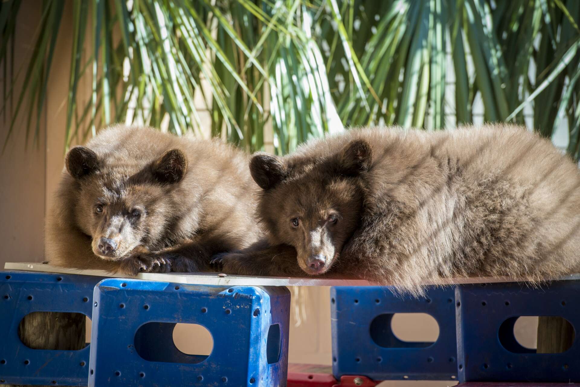 Visitors watch as adventurous baby bears make surprising escape at ...