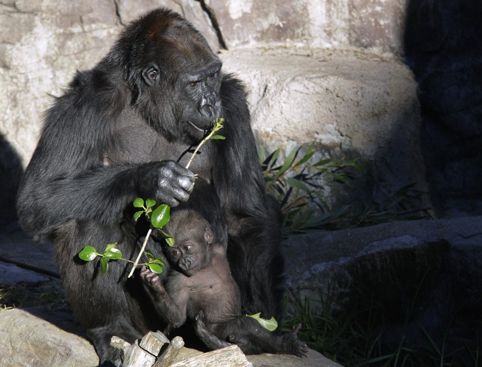 Debutant of the apes awaits you at S.F. Zoo