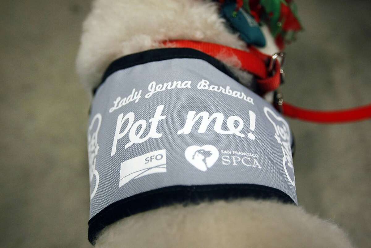 S.F. airport offers therapy dogs for weary travelers