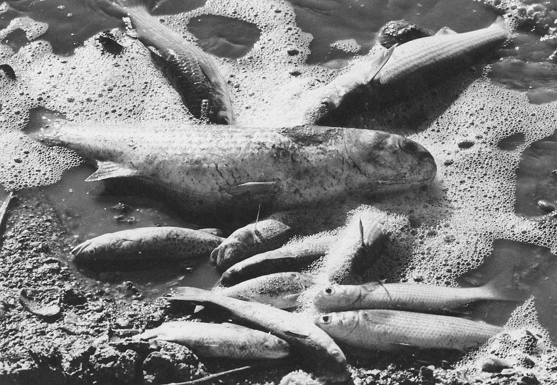 Effects, lessons of 1983 freeze evident on Texas ecosystem