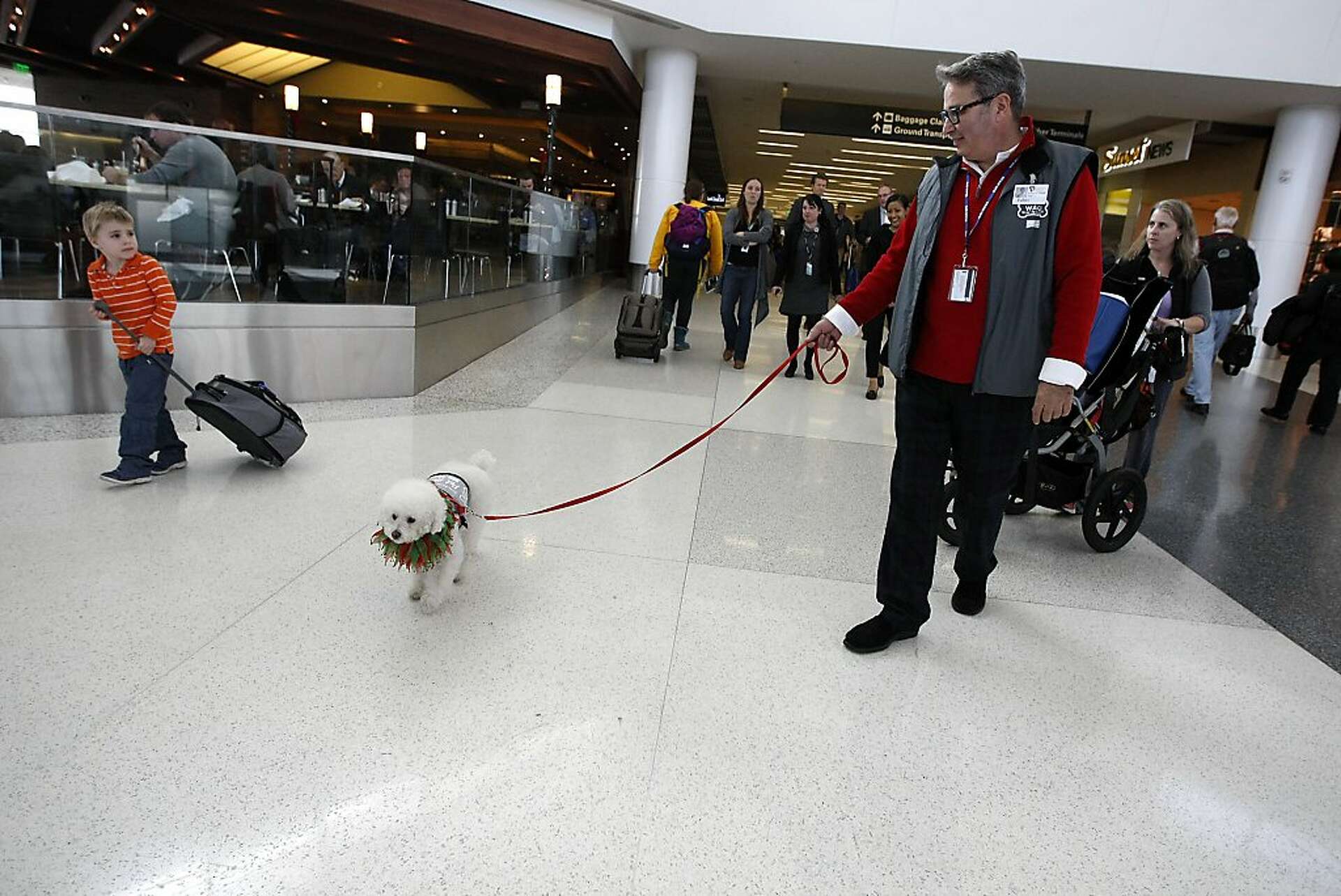 S.F. airport offers therapy dogs for weary travelers