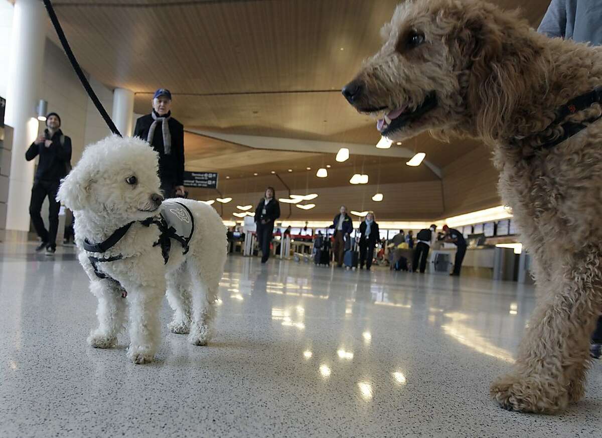 S.F. airport offers therapy dogs for weary travelers