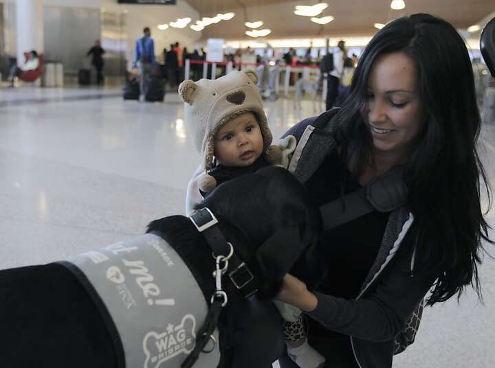 S.F. airport offers therapy dogs for weary travelers
