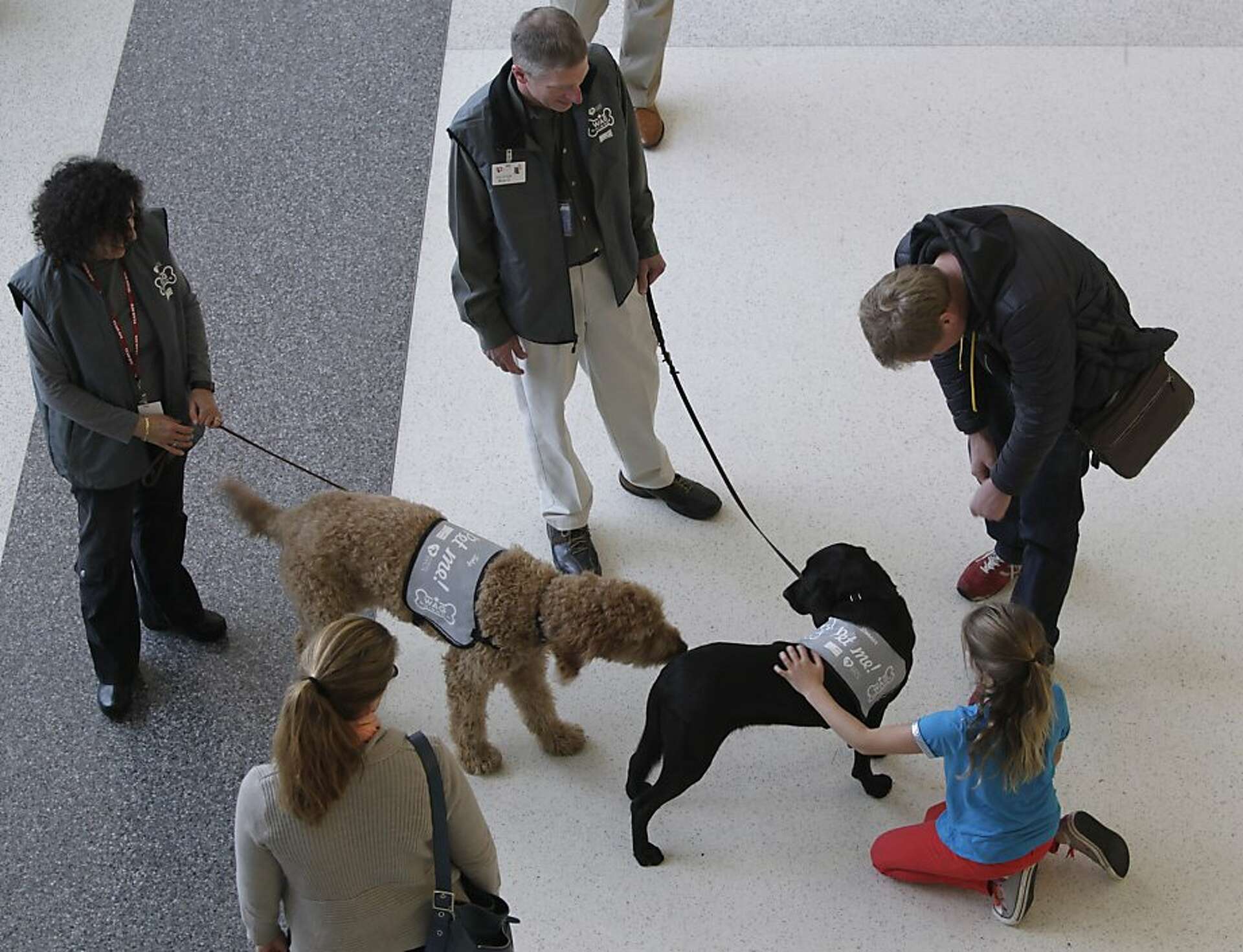 S.F. airport offers therapy dogs for weary travelers