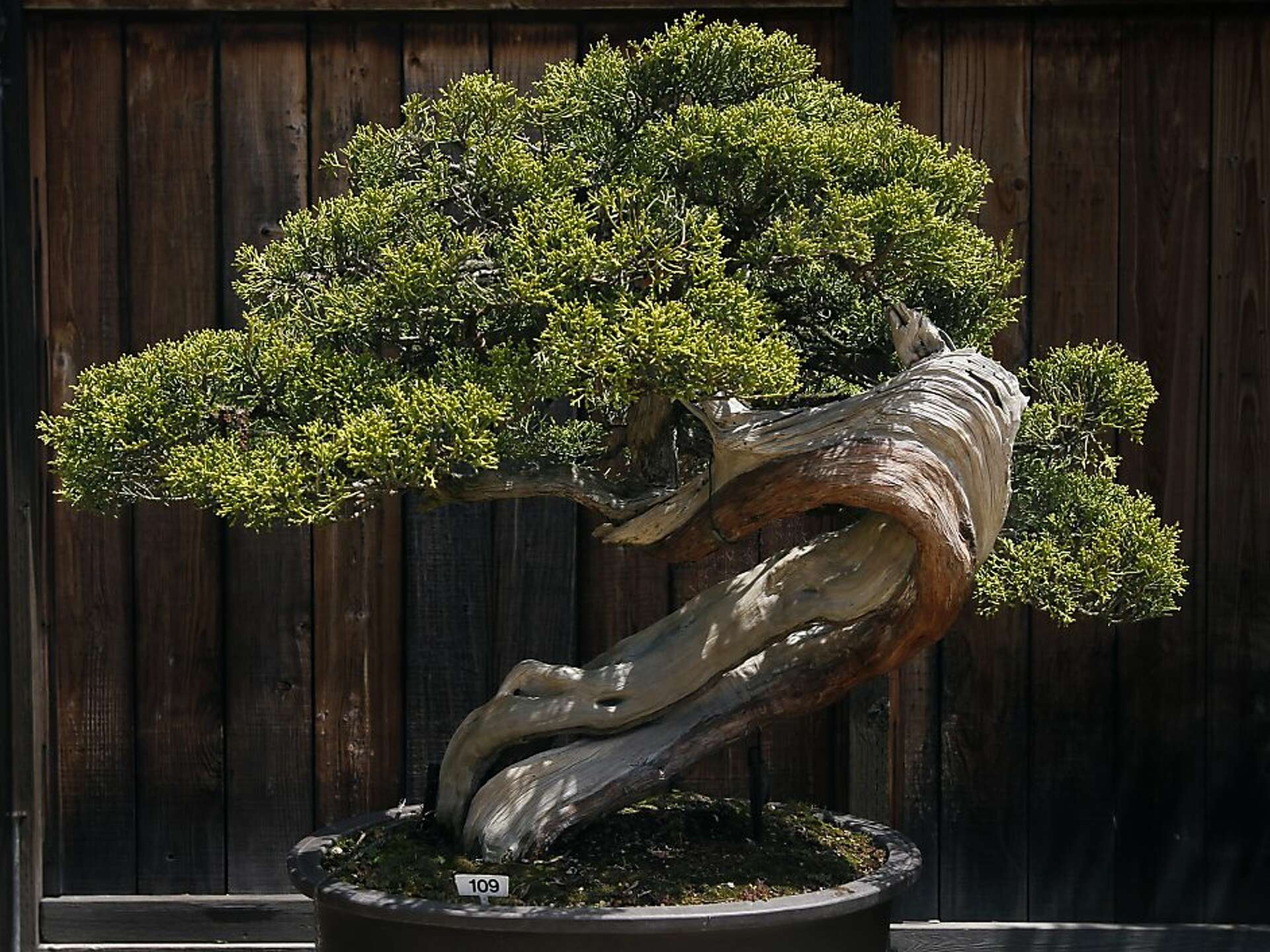 Bonsai given to patient can be regifted, planted outside