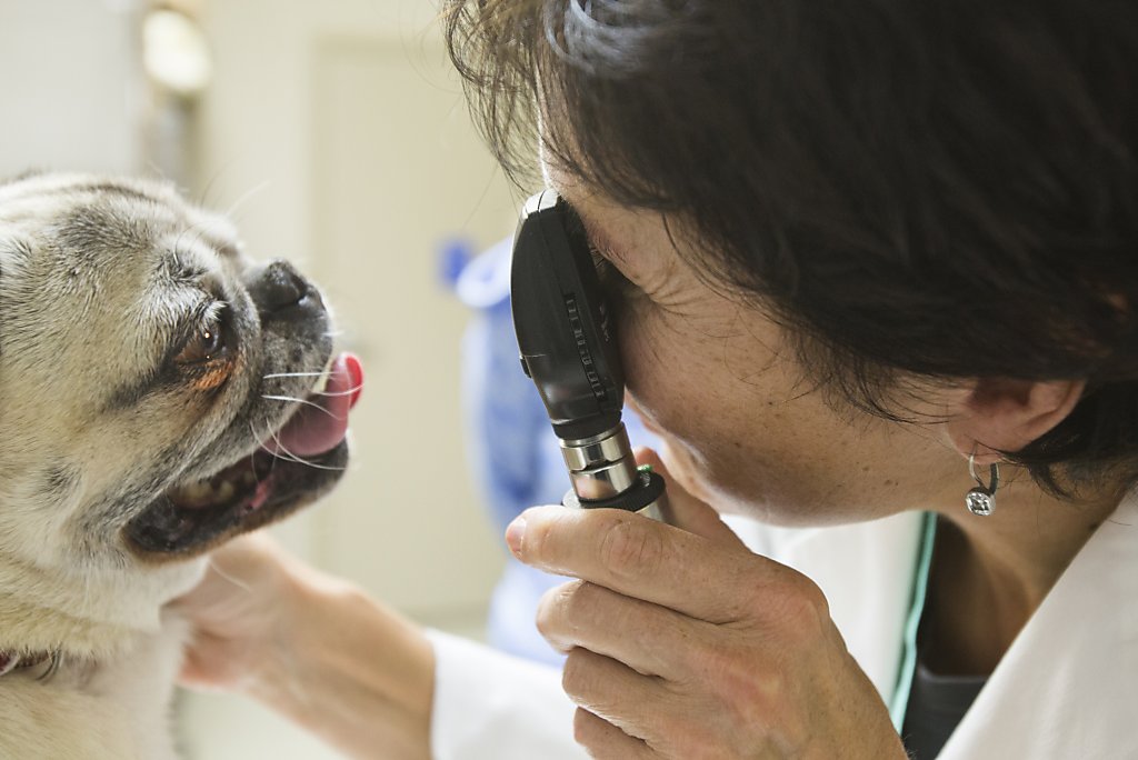 Dogs' pot poisoning soars as pets dig through trash, stash