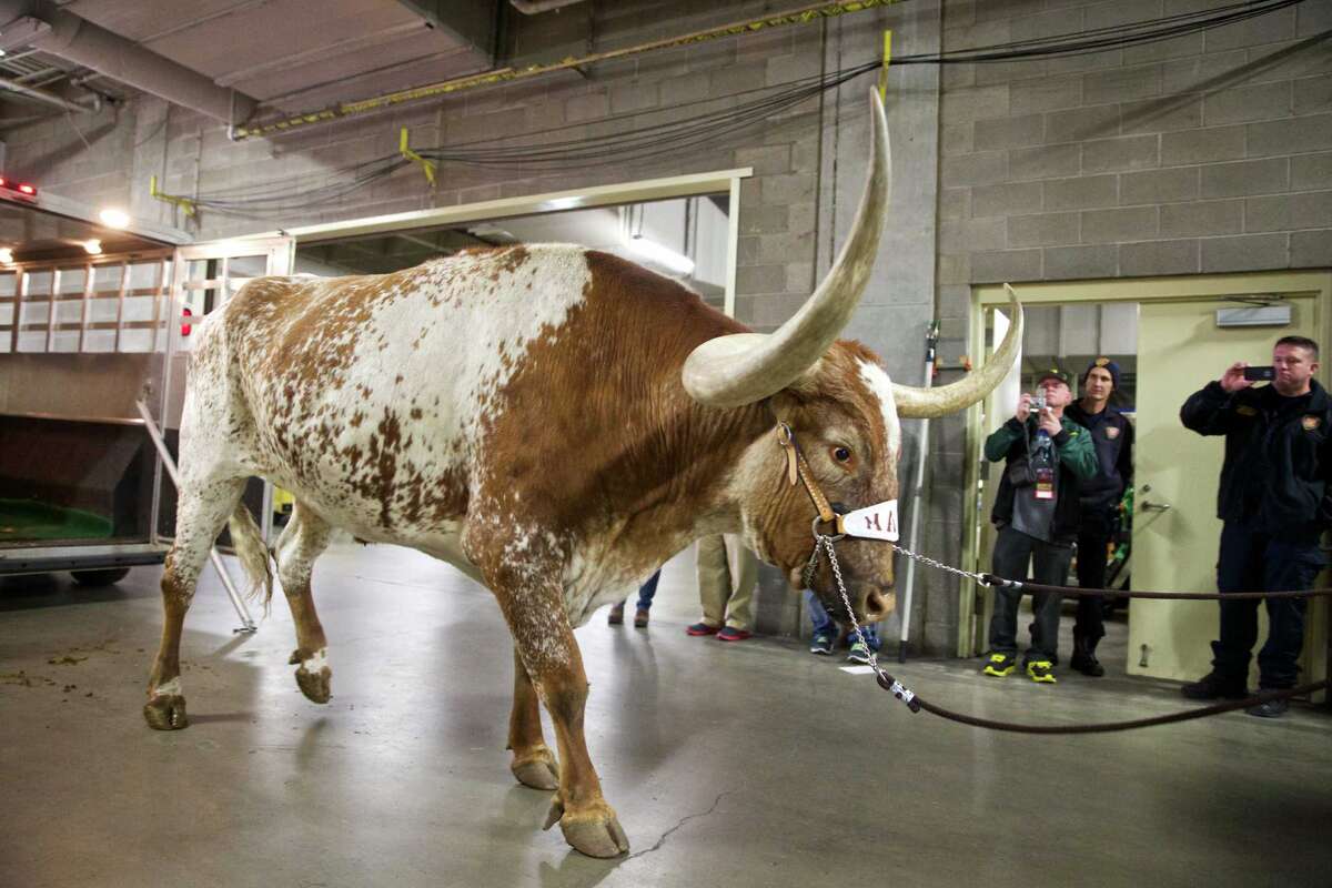 Bevo XV makes his debut 100 years after the first Bevo went to a UT ...