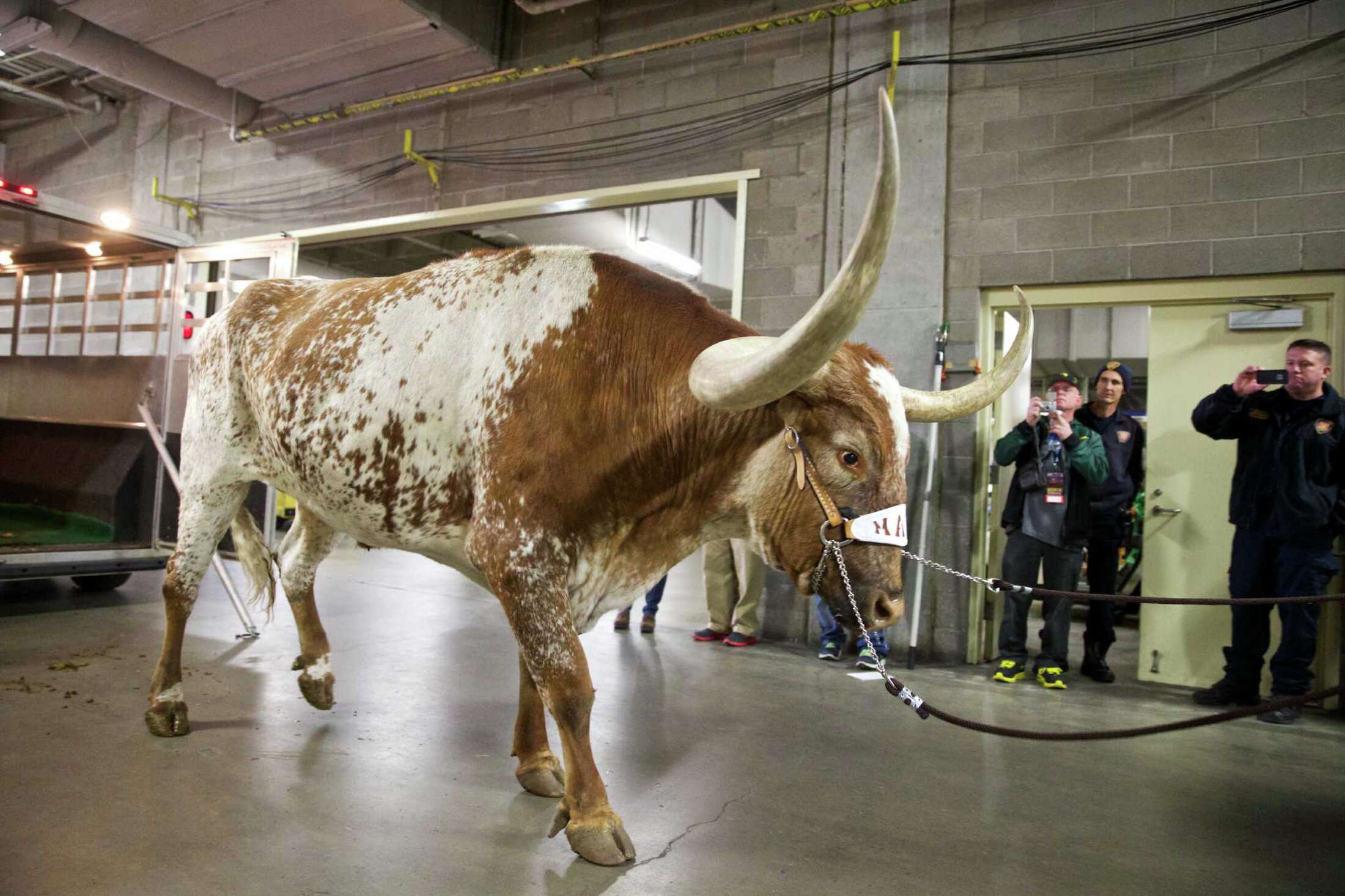 Bevo XV makes his debut 100 years after the first Bevo went to a UT ...