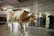 University of Texas mascot Bevo XIV retires after cancer diagnosis