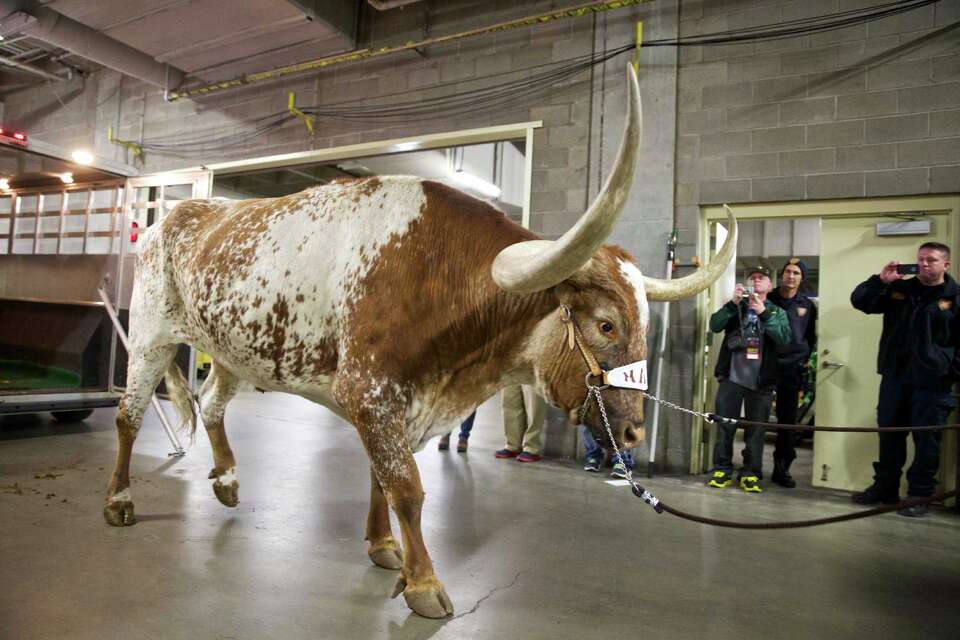 Bevo XV makes his debut 100 years after the first Bevo went to a UT ...