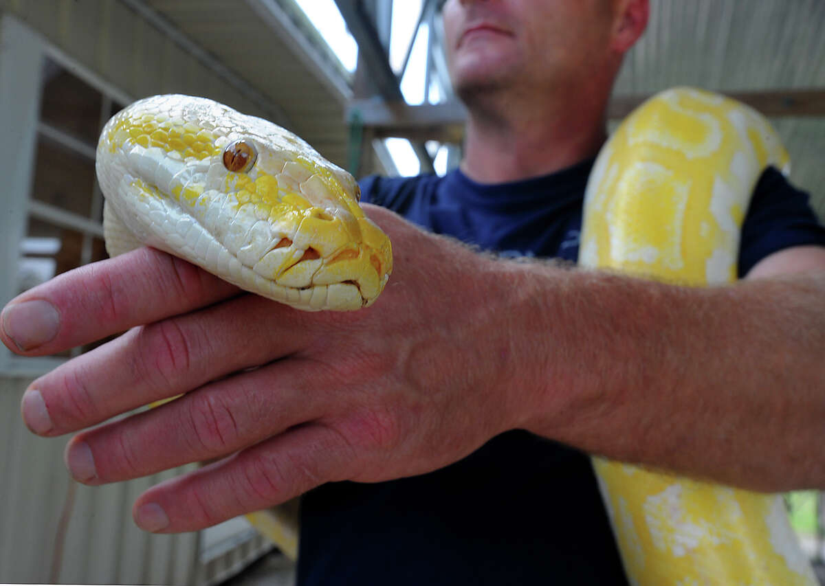 Gator Country says goodbye to Banana, beloved Burmese python