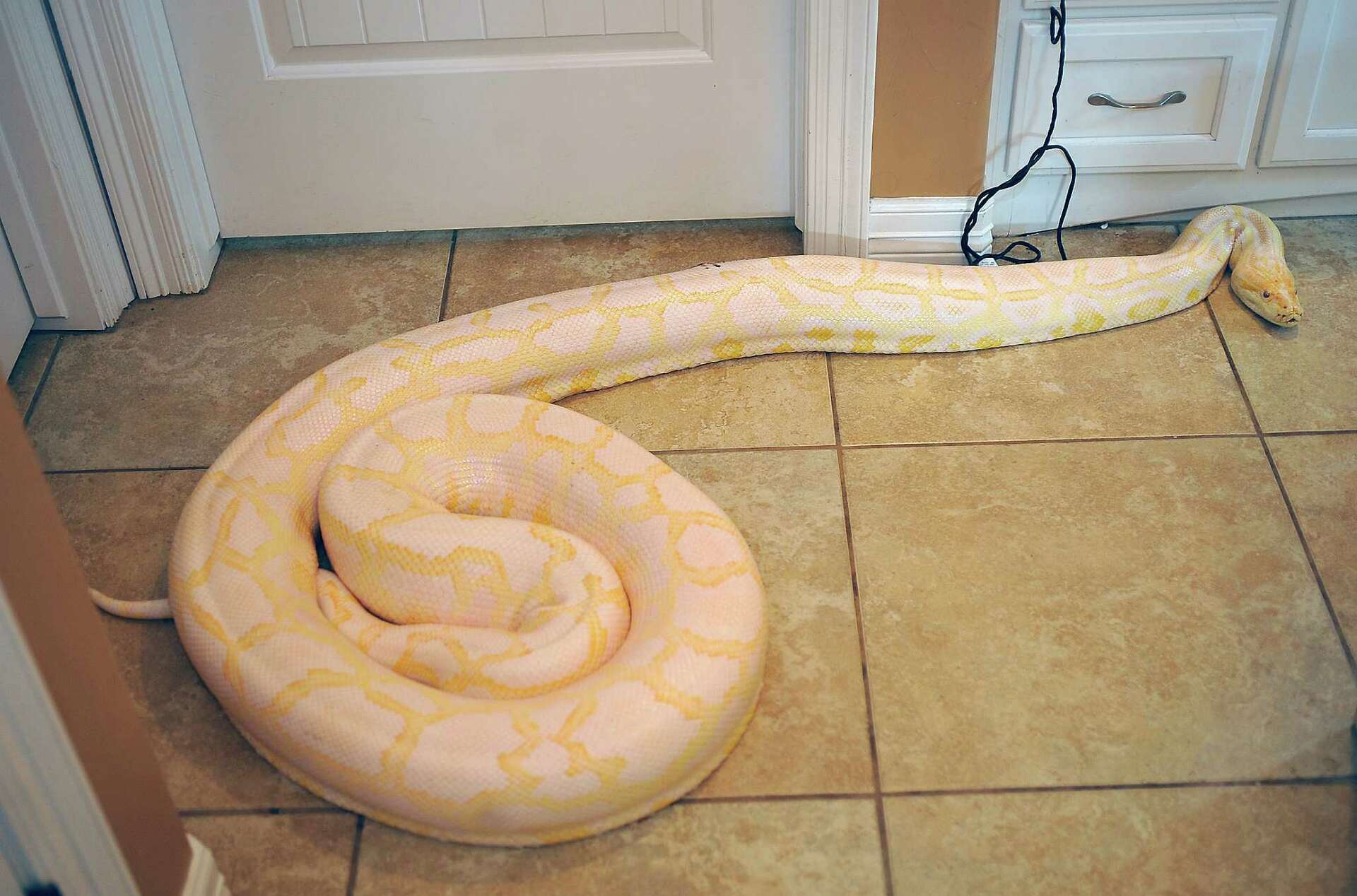 Gator Country says goodbye to Banana, beloved Burmese python