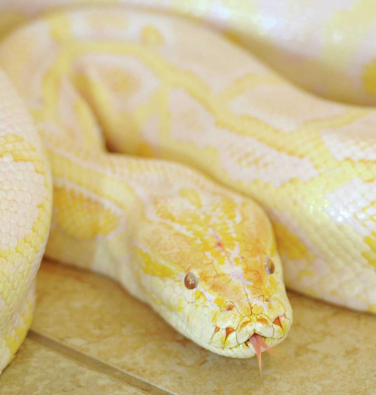 Gator Country says goodbye to Banana, beloved Burmese python