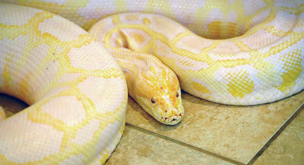 Gator Country says goodbye to Banana, beloved Burmese python