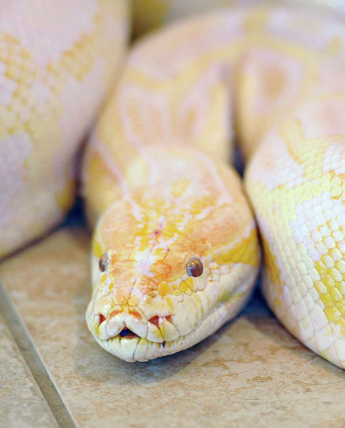 Gator Country says goodbye to Banana, beloved Burmese python
