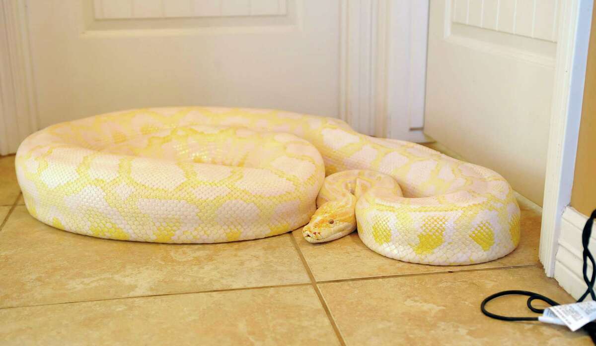 Gator Country says goodbye to Banana, beloved Burmese python