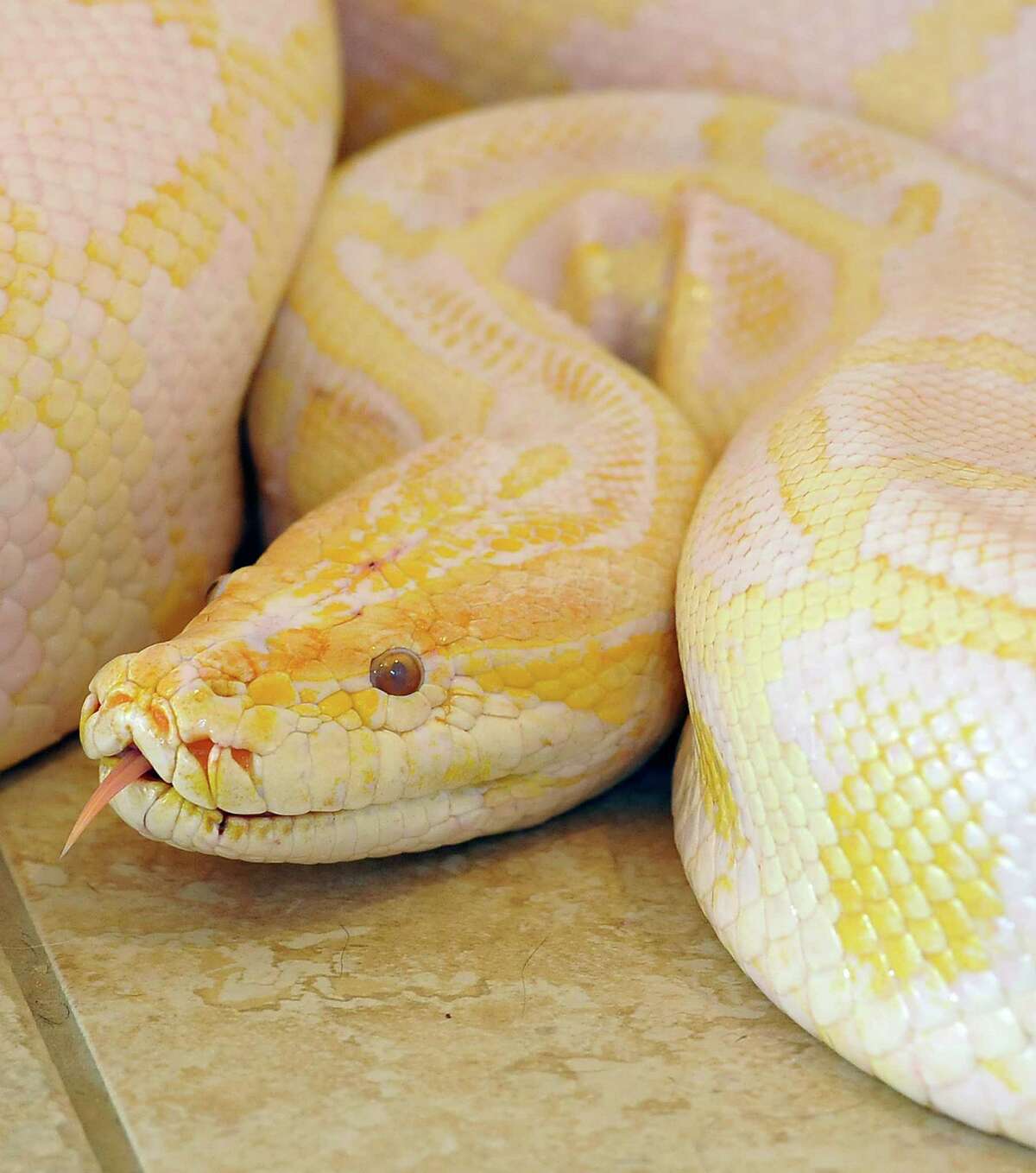 Gator Country says goodbye to Banana, beloved Burmese python