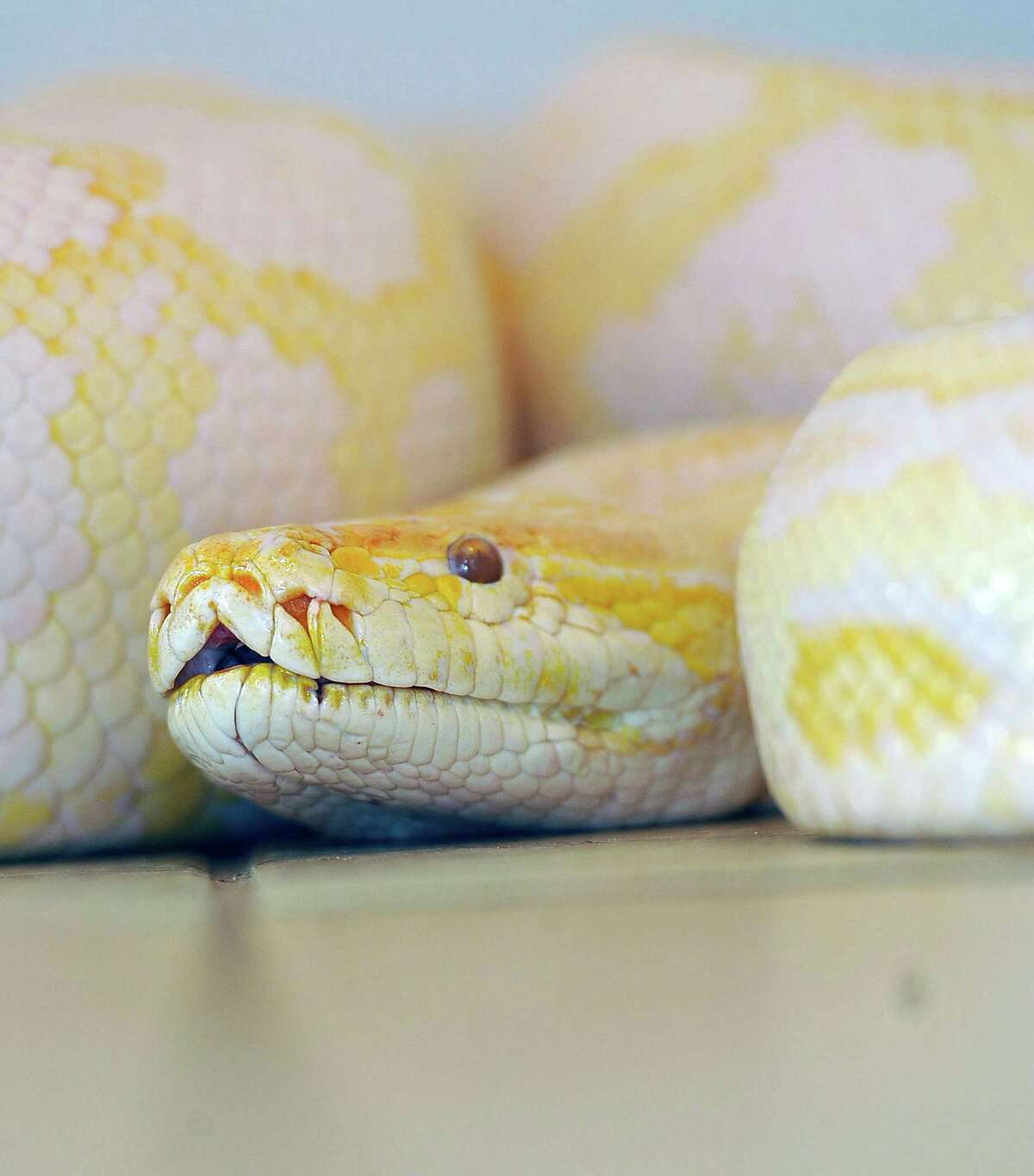 Gator Country says goodbye to Banana, beloved Burmese python